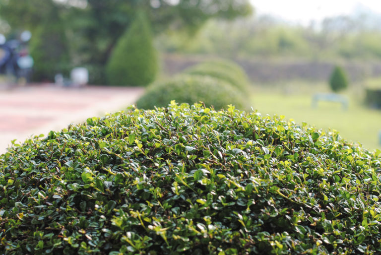 We Want A Shrubbery! 5 Creative Ways To Use Shrubs In Your Yard ...